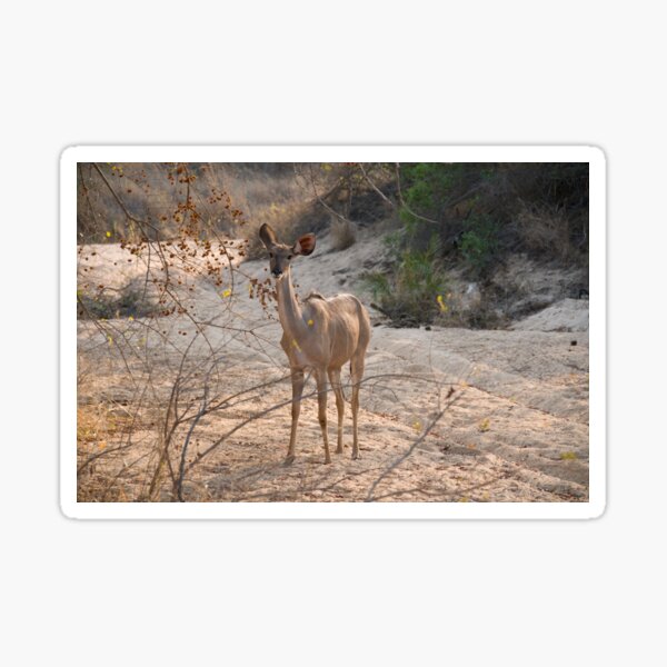 "Greater Kudu female" Sticker by eschlogl | Redbubble