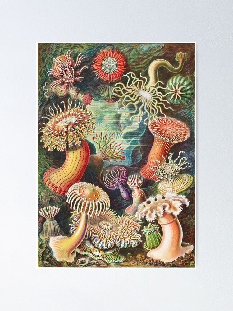 "Artforms in Nature - Actiniae Seeanemonen by Ernst Haeckel" Poster for ...