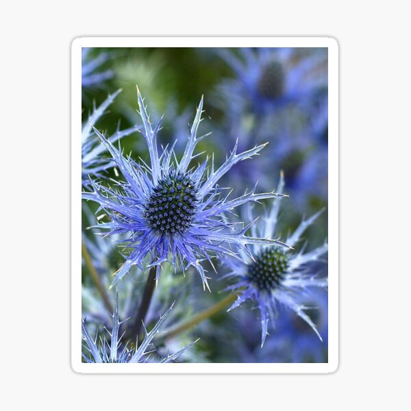 "Eryngium Thistle" Sticker for Sale by OByD | Redbubble