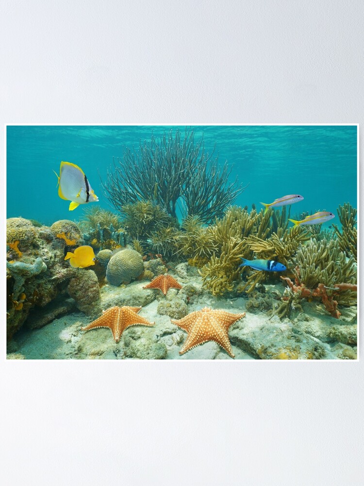 "Underwater coral reef starfish and tropical fish" Poster for Sale by ...