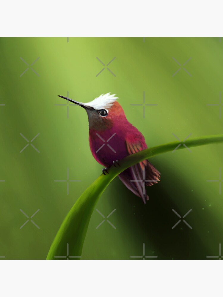 "Snowcap Hummingbird" Sticker by wintry-art | Redbubble
