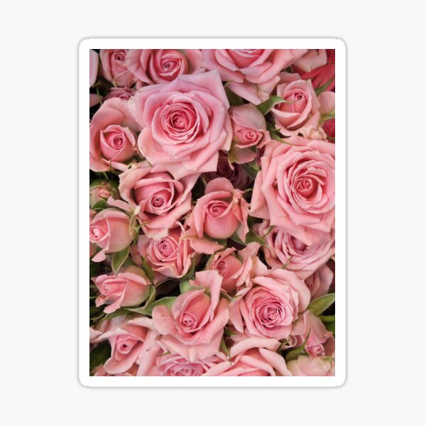 "Pink Roses" Sticker for Sale by zuluspice | Redbubble