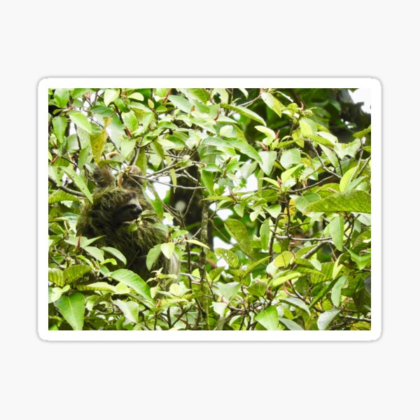 "Happy Sloth, Puerto Viejo, Costa Rica " Sticker for Sale by ...