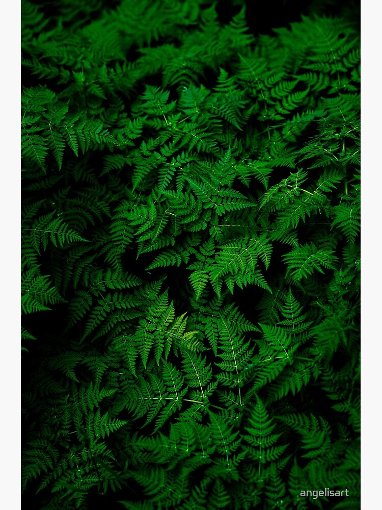 "Fern plant theme based." Poster for Sale by angelisart | Redbubble