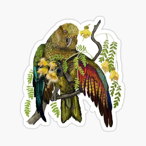 "New Zeland Kea Bird" Sticker for Sale by Shadowind | Redbubble