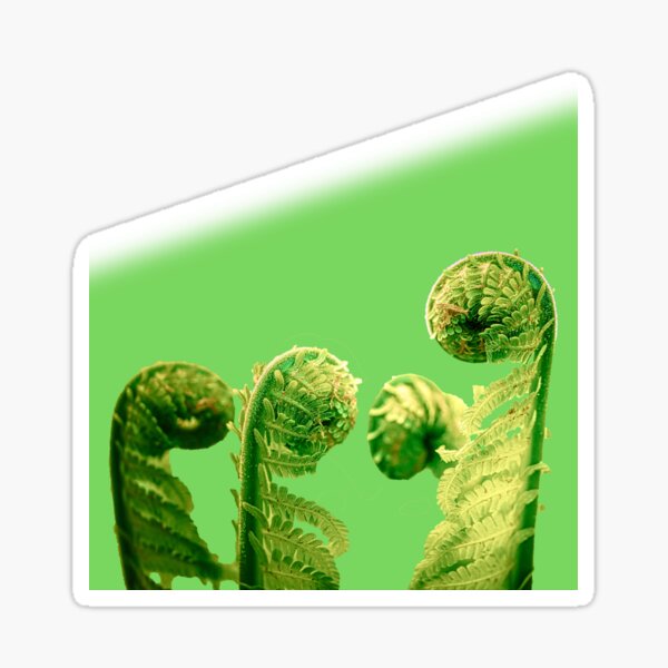 "Fern Potential" Sticker by Rodorman | Redbubble