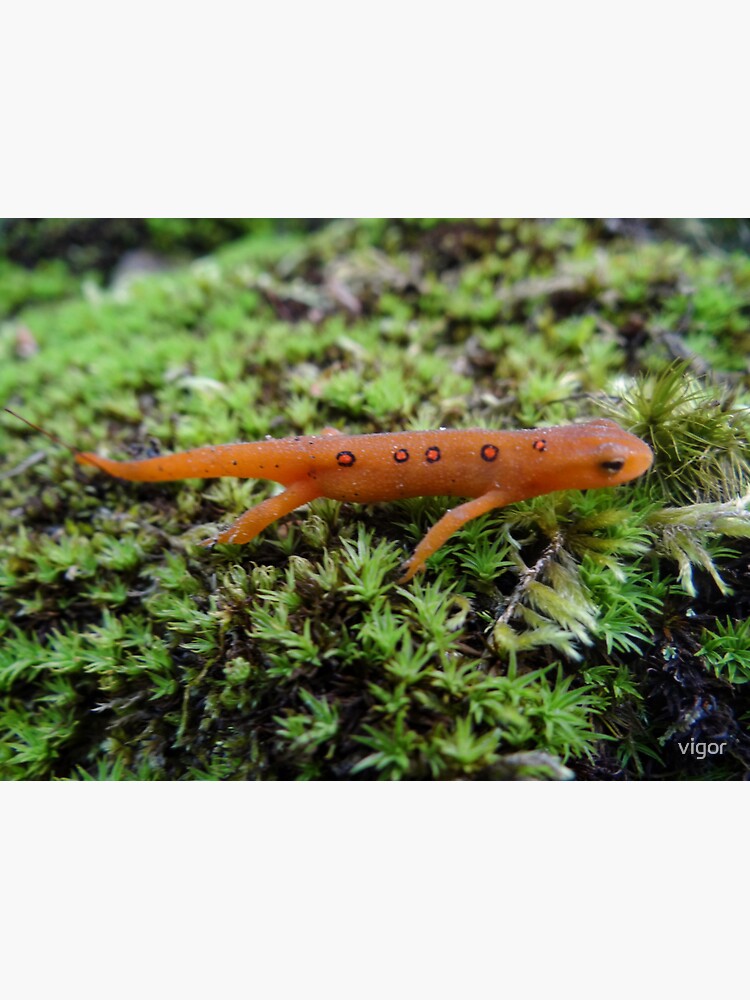 "Silly Salamander" Sticker by vigor | Redbubble