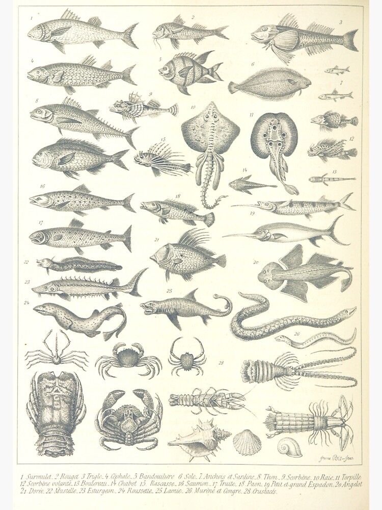 "Early Sea Creatures Illustration" Sticker by Figure3 | Redbubble