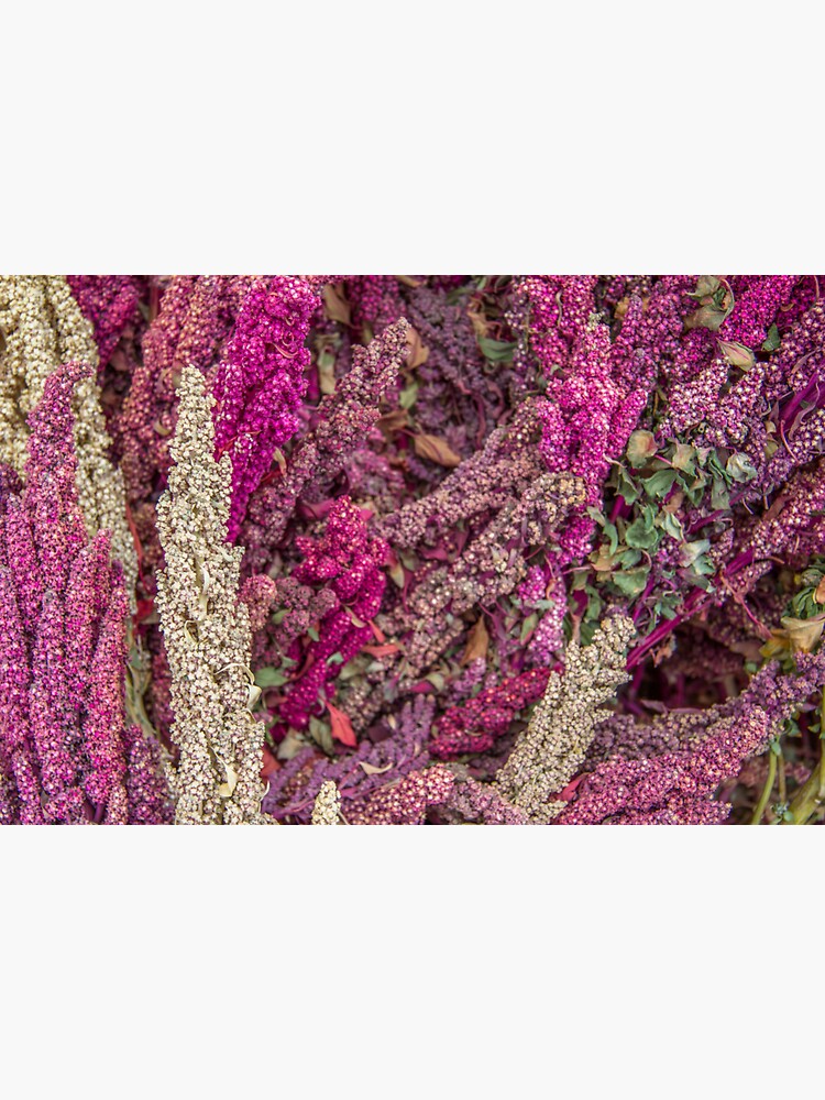 "Quinoa" Sticker by DianaC | Redbubble