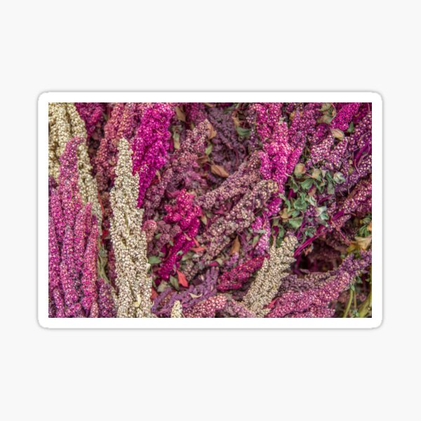 "Quinoa" Sticker by DianaC | Redbubble