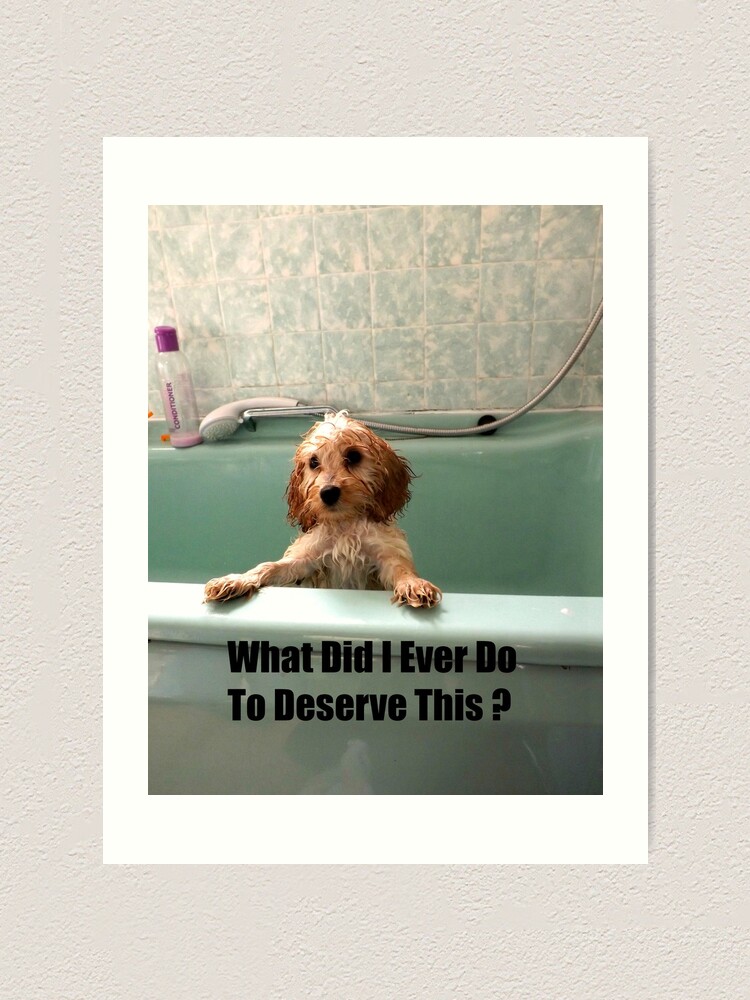 "Cockapoo in the Bath" Art Print for Sale by Jollyrobin | Redbubble