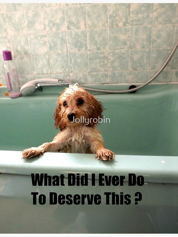 "Cockapoo in the Bath" Art Print for Sale by Jollyrobin | Redbubble