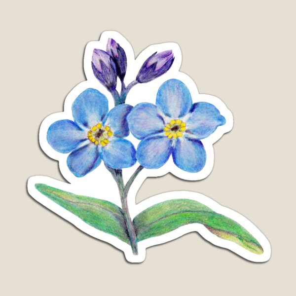 "Forget Me Not" Magnet for Sale by CasmahCreations | Redbubble