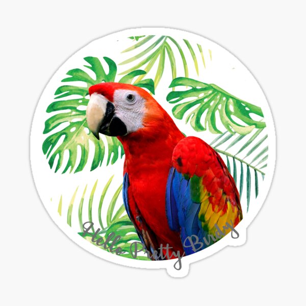 Pegatina «Linda guacamaya roja» de RazzDazz | Redbubble