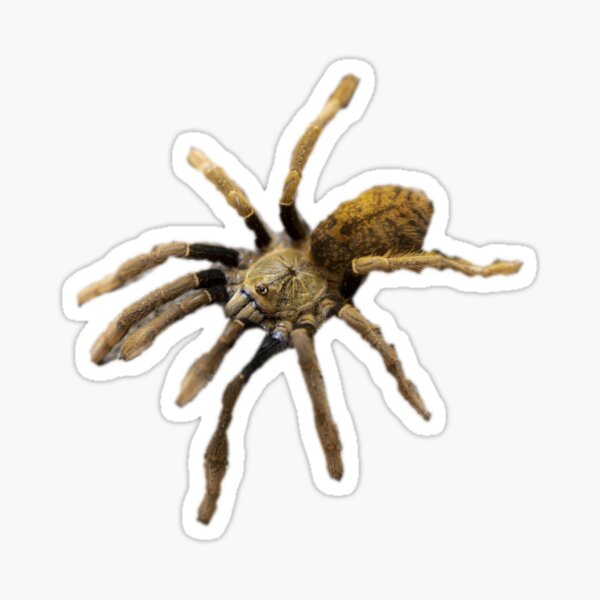"Tarantula" Sticker for Sale by myuniquepet | Redbubble