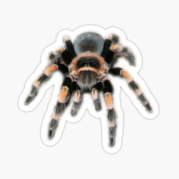"Tarantula" Sticker for Sale by myuniquepet | Redbubble