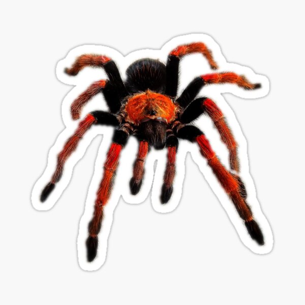"Red Tarantula" Sticker for Sale by myuniquepet | Redbubble