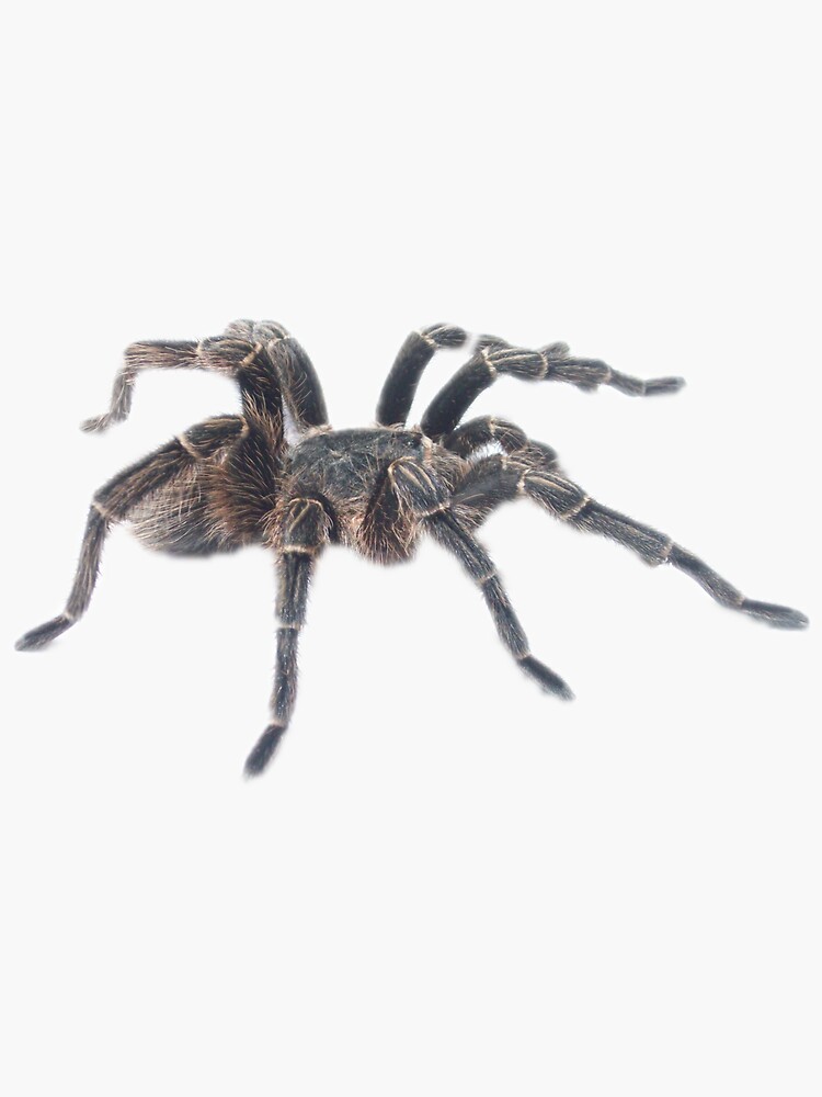 "Tarantula" Sticker by myuniquepet | Redbubble