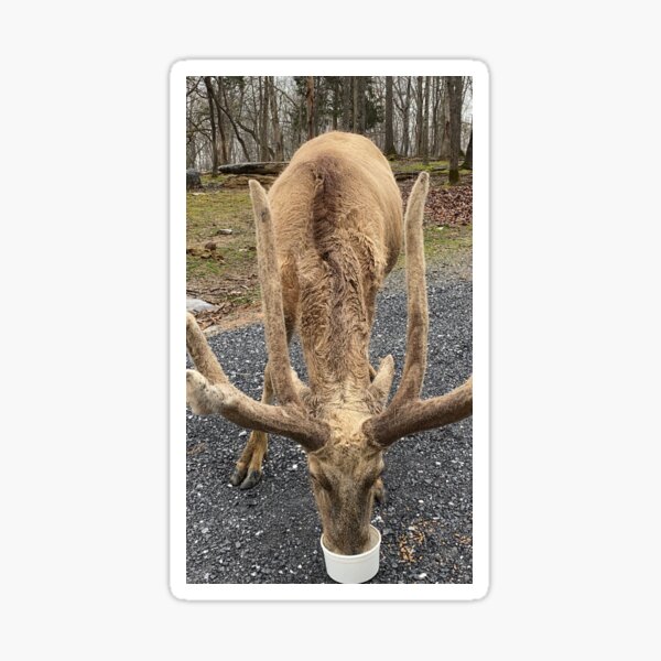 "Cute Reindeer " Sticker by jsamar | Redbubble