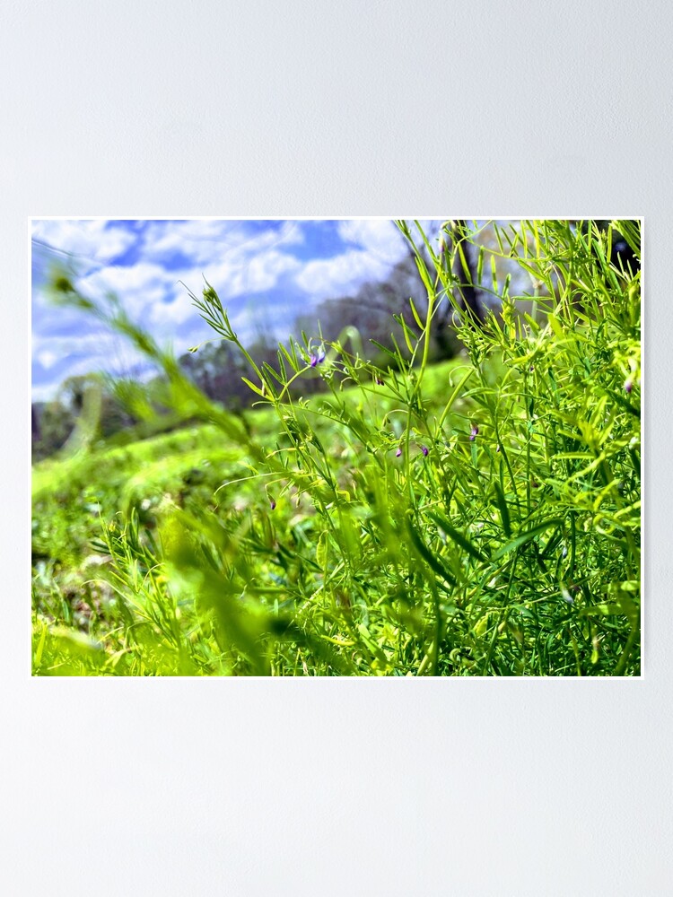 "Green Green Grass" Poster for Sale by lezell | Redbubble