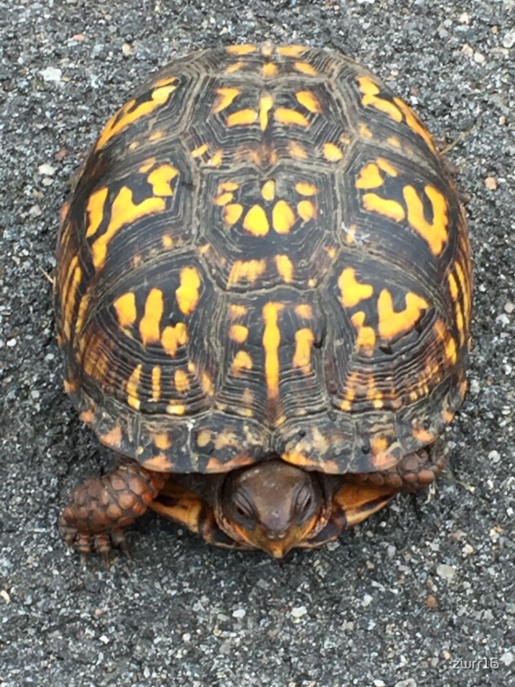 "Eastern Box Turtle " Sticker for Sale by zwrr16 | Redbubble