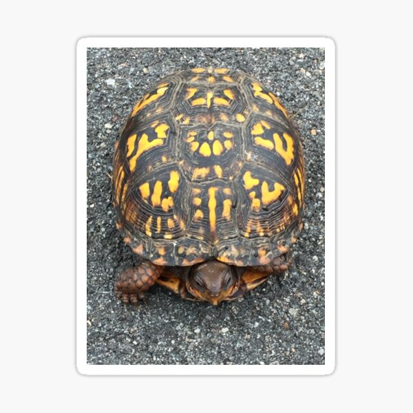 "Eastern Box Turtle " Sticker for Sale by zwrr16 | Redbubble