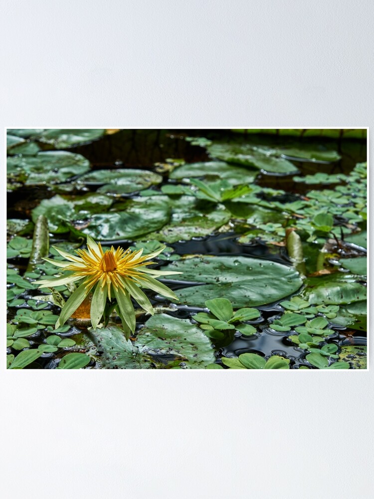 Poster « Fleur de nénuphar au Jardin botanique royal d'Édimbourg », par ...
