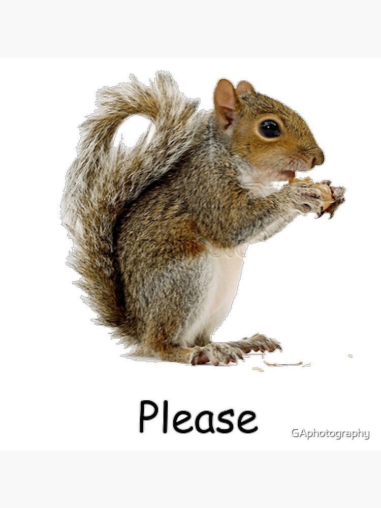 "Please the Squirrel" Poster for Sale by GAphotography | Redbubble