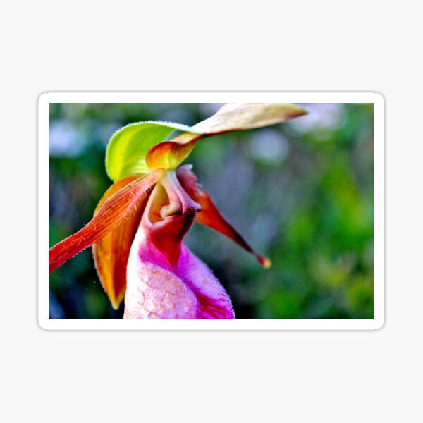 "Pink Lady's Slipper IV" Sticker for Sale by KatiesCorner | Redbubble