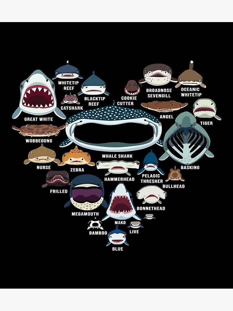 "Types Of Shark Identification Shark Faces Shark Heart" Poster by ...