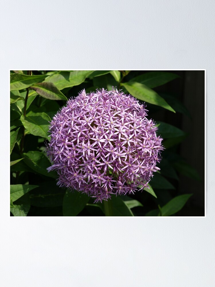 "Union flower" Poster by Janone | Redbubble