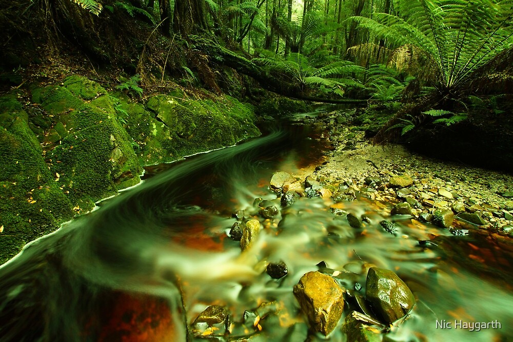 "Tree fern gully, Hebe River" by Nic Haygarth | Redbubble