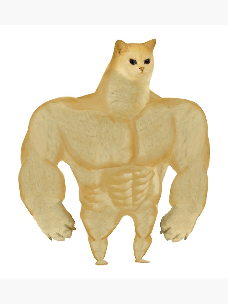 "Swole Cat Meme - Swole Dog Meme For Memes and Cats Lovers ...