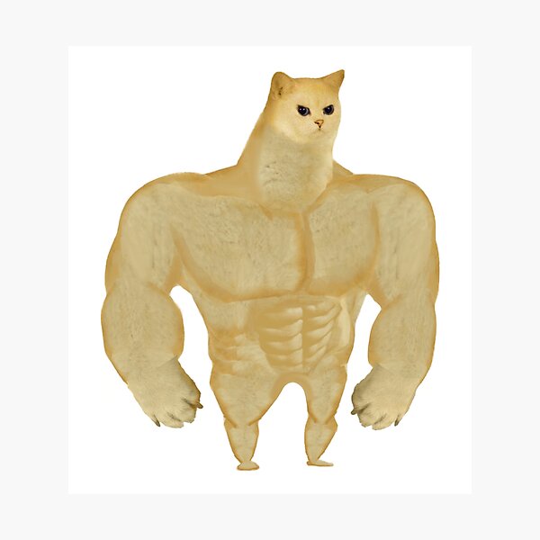 "Swole Cat Meme - Swole Dog Meme For Memes and Cats Lovers ...