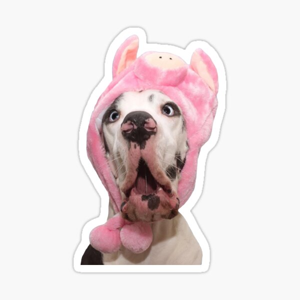 "Dog Stickers: Shocked Pitbull" Sticker for Sale by Memiefy | Redbubble