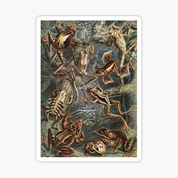 "Cottagecore Aesthetic Frog - Goblincore Design" Sticker for Sale by ...