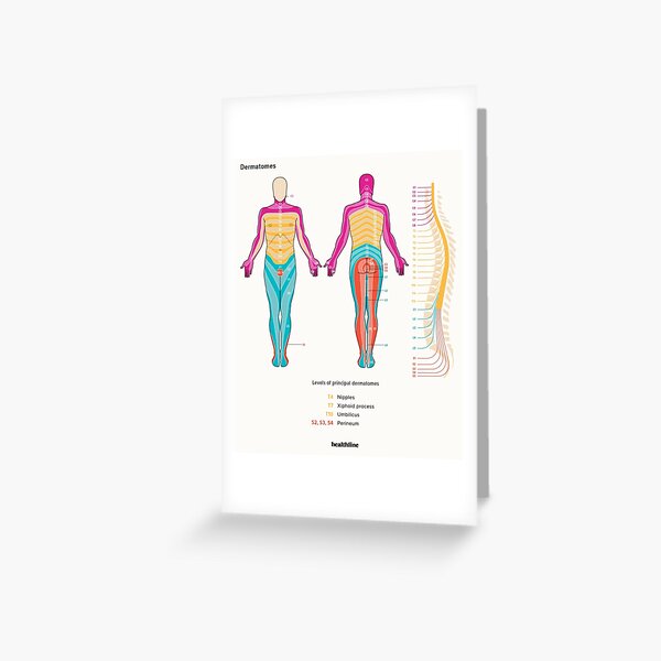 "Diagram Dermatomes Healthy" Greeting Card for Sale by leansgleo ...