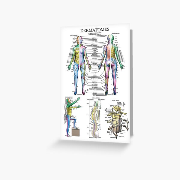 "Full Dermatomes Priodic" Greeting Card for Sale by leansgleo | Redbubble