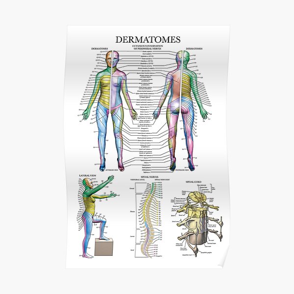 Poster « Dermatomes complets Priodic », par leansgleo | Redbubble