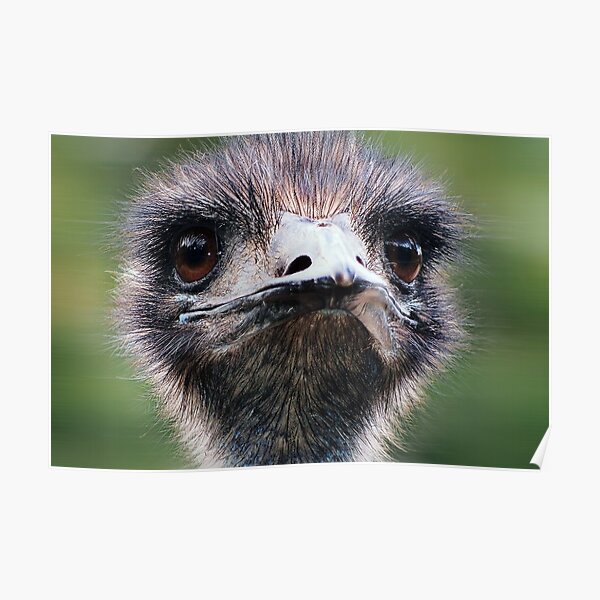 Emu Face Posters | Redbubble