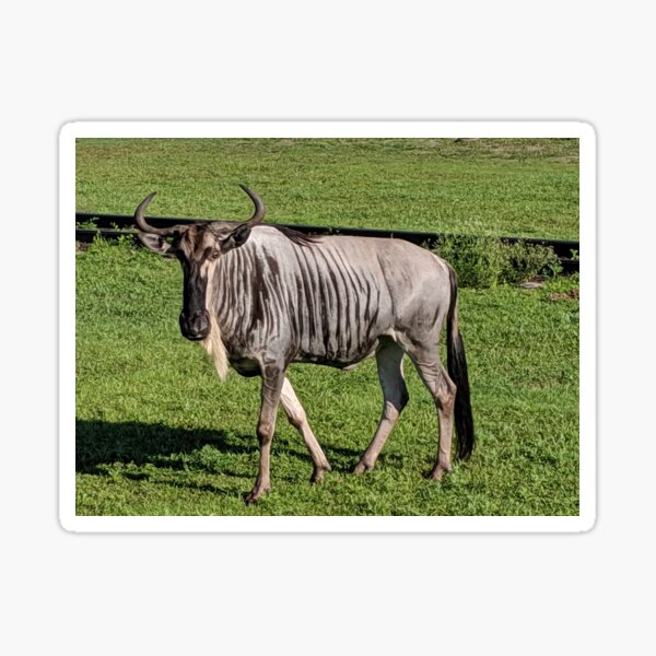 "Wildebeest" Sticker by Anflower | Redbubble