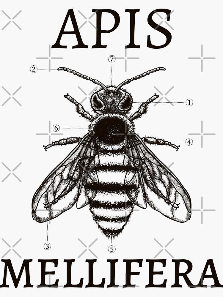 "Apis Mellifera" Sticker by magna-aranea | Redbubble