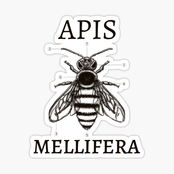 "Apis Mellifera" Sticker by magna-aranea | Redbubble