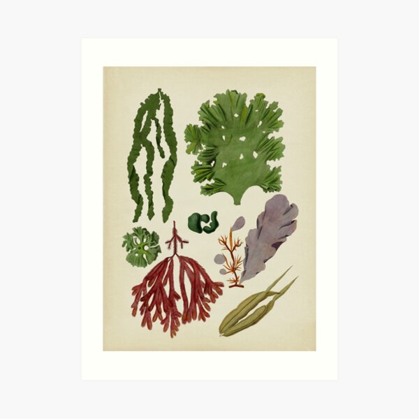 "Seaweeds Chart, Algae" Art Print for Sale by LeAllureVintage | Redbubble
