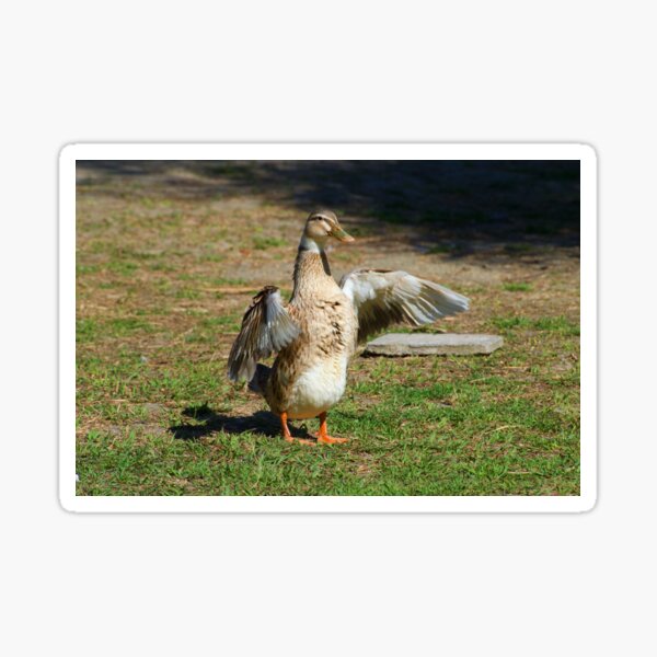 "Duck" Sticker for Sale by arunkumarsambal | Redbubble