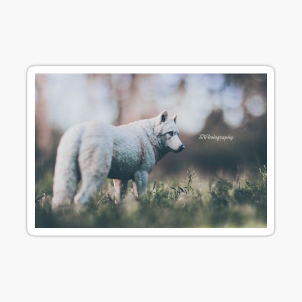 "White Wolf" Sticker for Sale by AikasArt | Redbubble