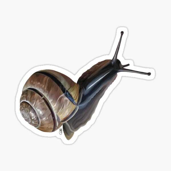 "Snail" Sticker for Sale by Amy-Rose-Art | Redbubble