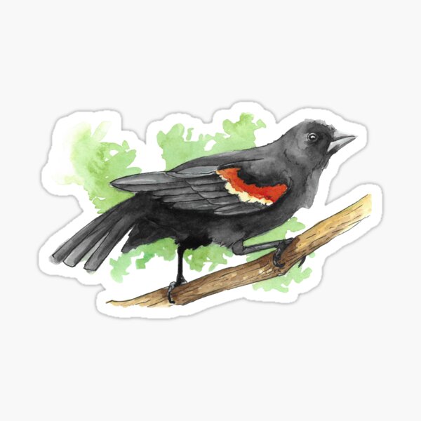 "Watercolor Red-Winged Blackbird" Sticker by BlackGoatPrints | Redbubble