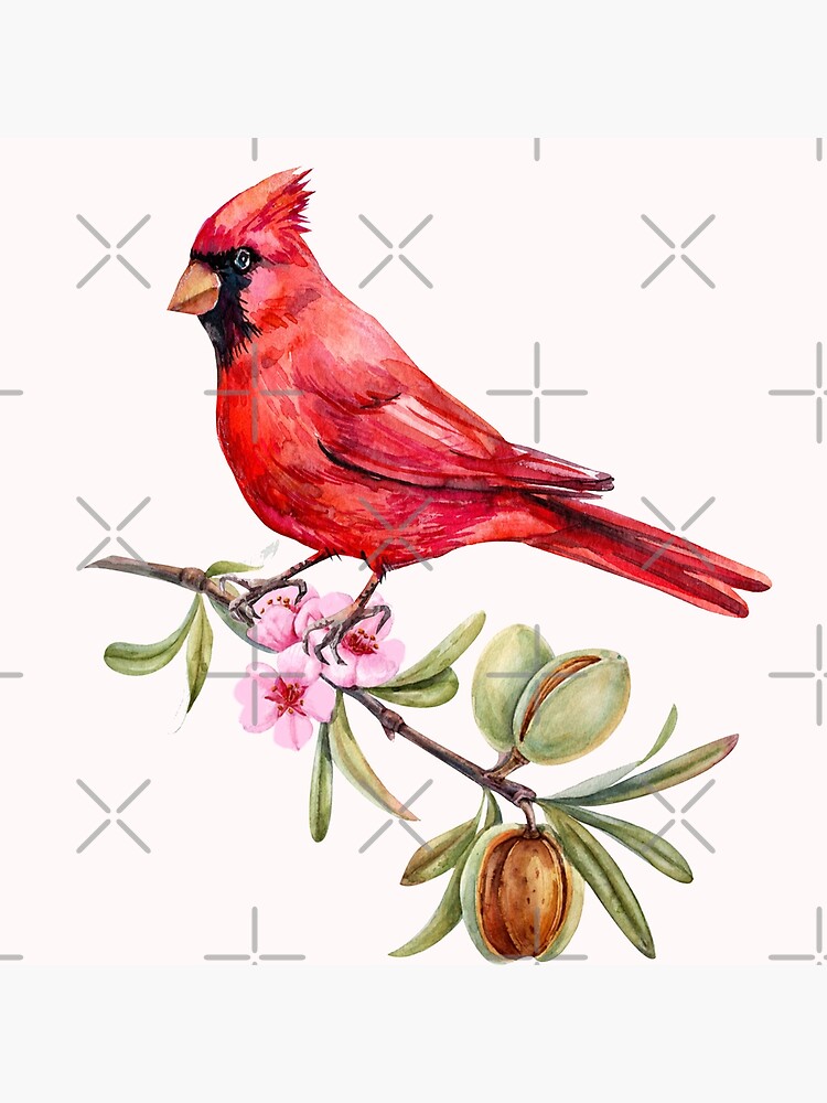 "Watercolor Red Cardinal" Poster by virillanissa | Redbubble