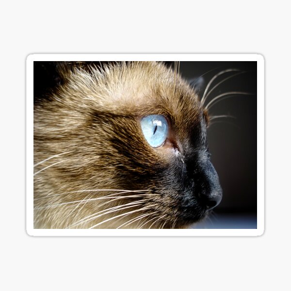 "Staring" Sticker by NunoPires | Redbubble